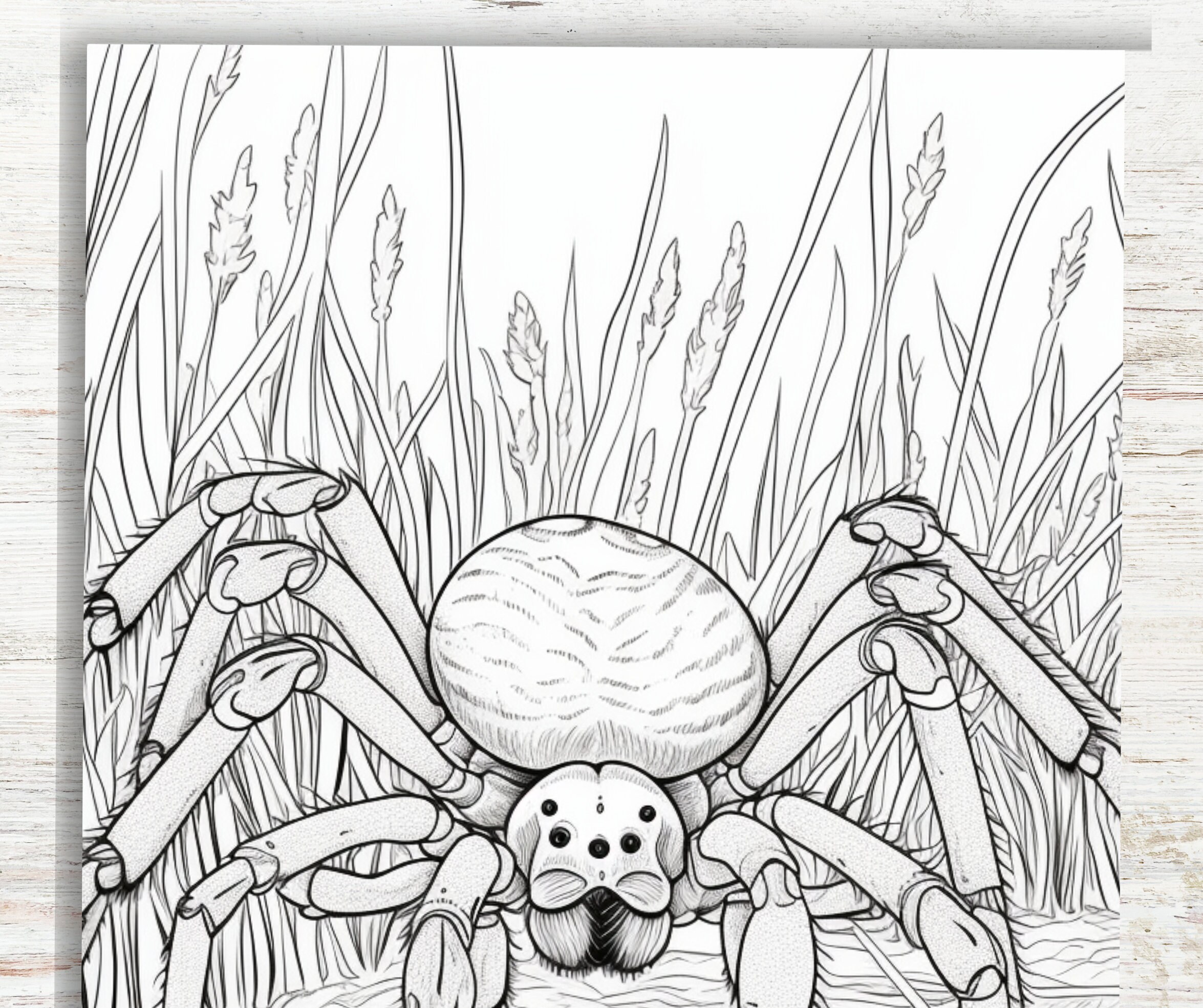 KDP Interior Spider Coloring Pages 8.5 X 11 Printable PDF & Canva ...