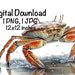 Snow Crab Watercolor Crabbing Fishing Clipart Snow Crab PNG Commercial ...