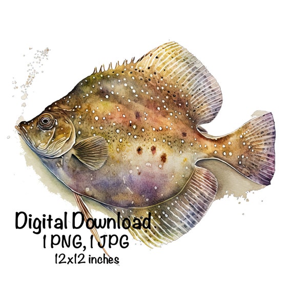 Fluke Fish Clipart
