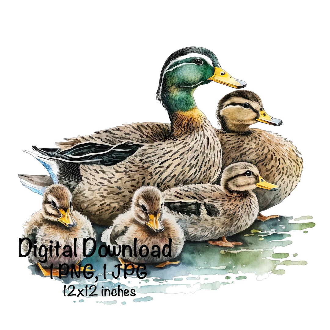 Duck Ducklings Watercolor Wild Duck Clipart Wall Art Mallard Duck PNG ...