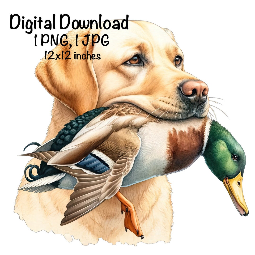 Yellow Labrador Dog PNG, Duck Hunting Dog PNG, Commercial Use, Hunting ...