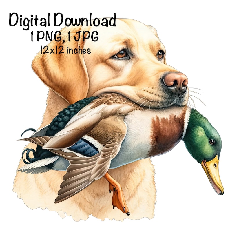 Yellow Labrador Dog PNG, Duck Hunting Dog PNG, Commercial Use, Hunting ...