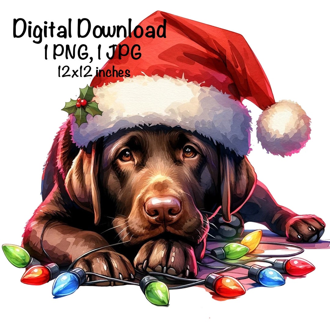 Christmas Labrador PNG Christmas Lights Santa Chocolate Labrador ...
