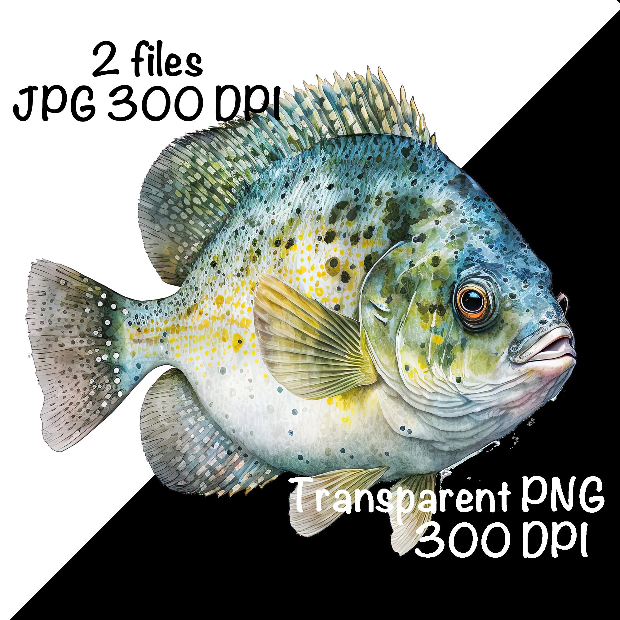Crappie Fish Watercolor Saltwater Fish Clipart Crappie - Etsy Singapore