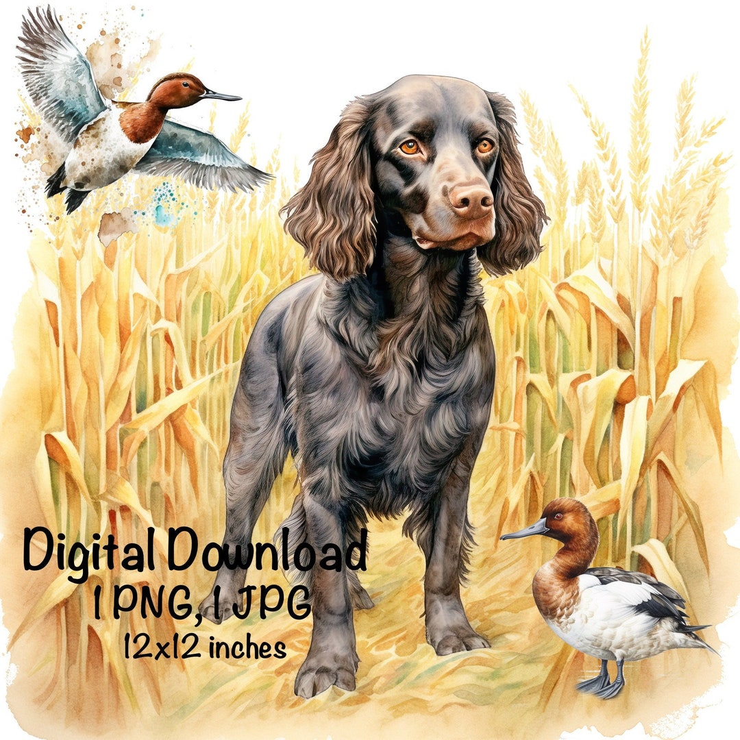Boykin Spaniel Dog Watercolor Clipart Boykin Spaniel Dog PNG Commercial ...