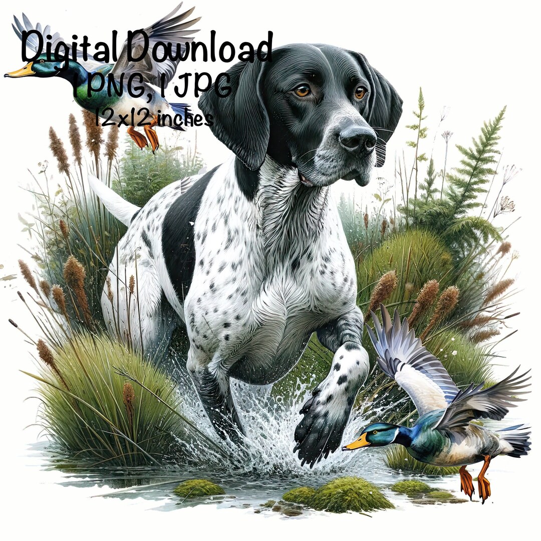 Duck Hunting Dog Watercolor Clipart, German Shorthaired Pointer Dog PNG ...