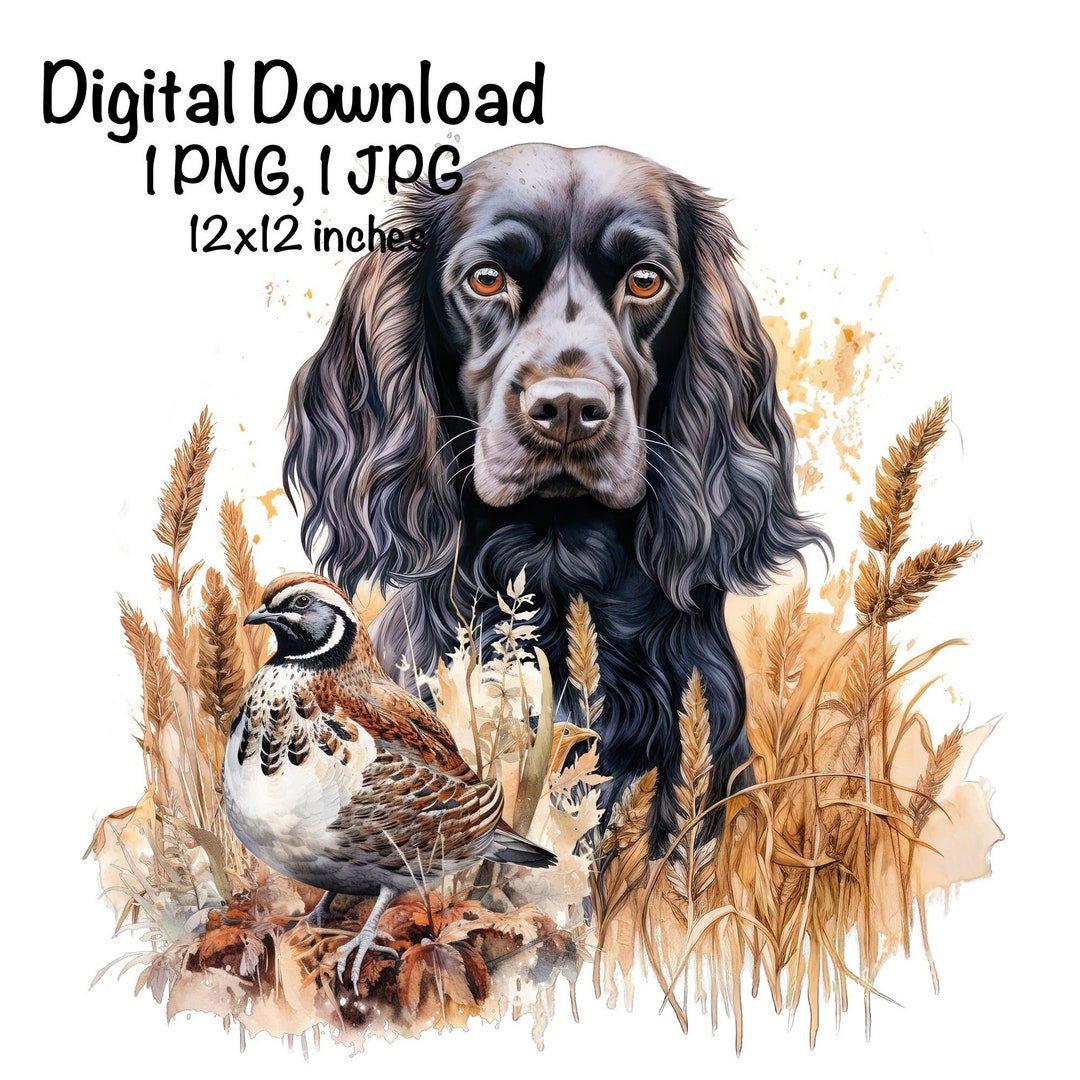 English Cocker Spaniel Dog Watercolor Clipart Bobwhite Quail PNG ...