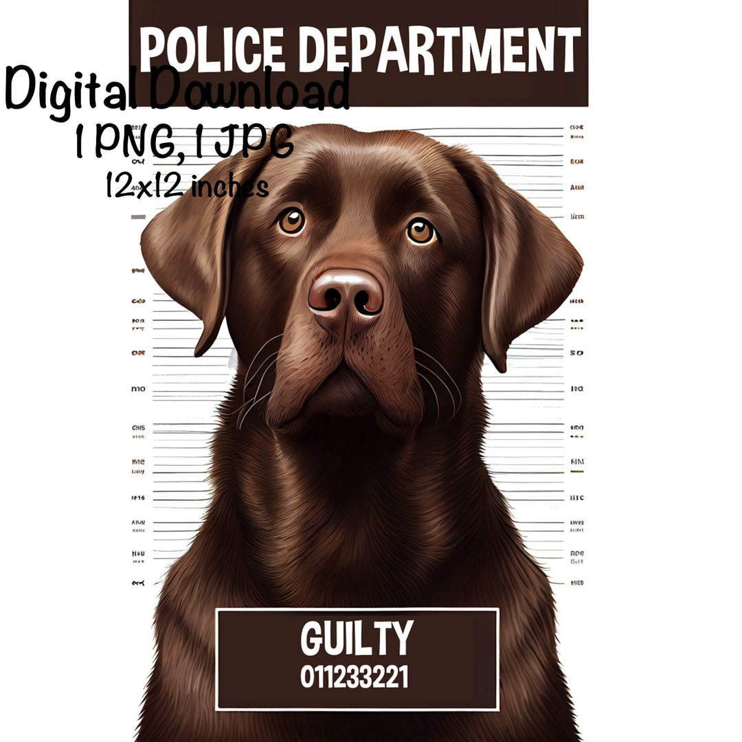 Labrador Mugshot PNG, Hunting Dog Mugshot, Funny Labrador Police Mug ...