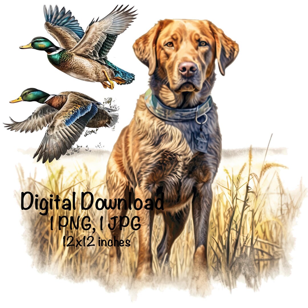 Duck Hunting Dog Watercolor Clipart Chesapeake Retriever Dog PNG ...