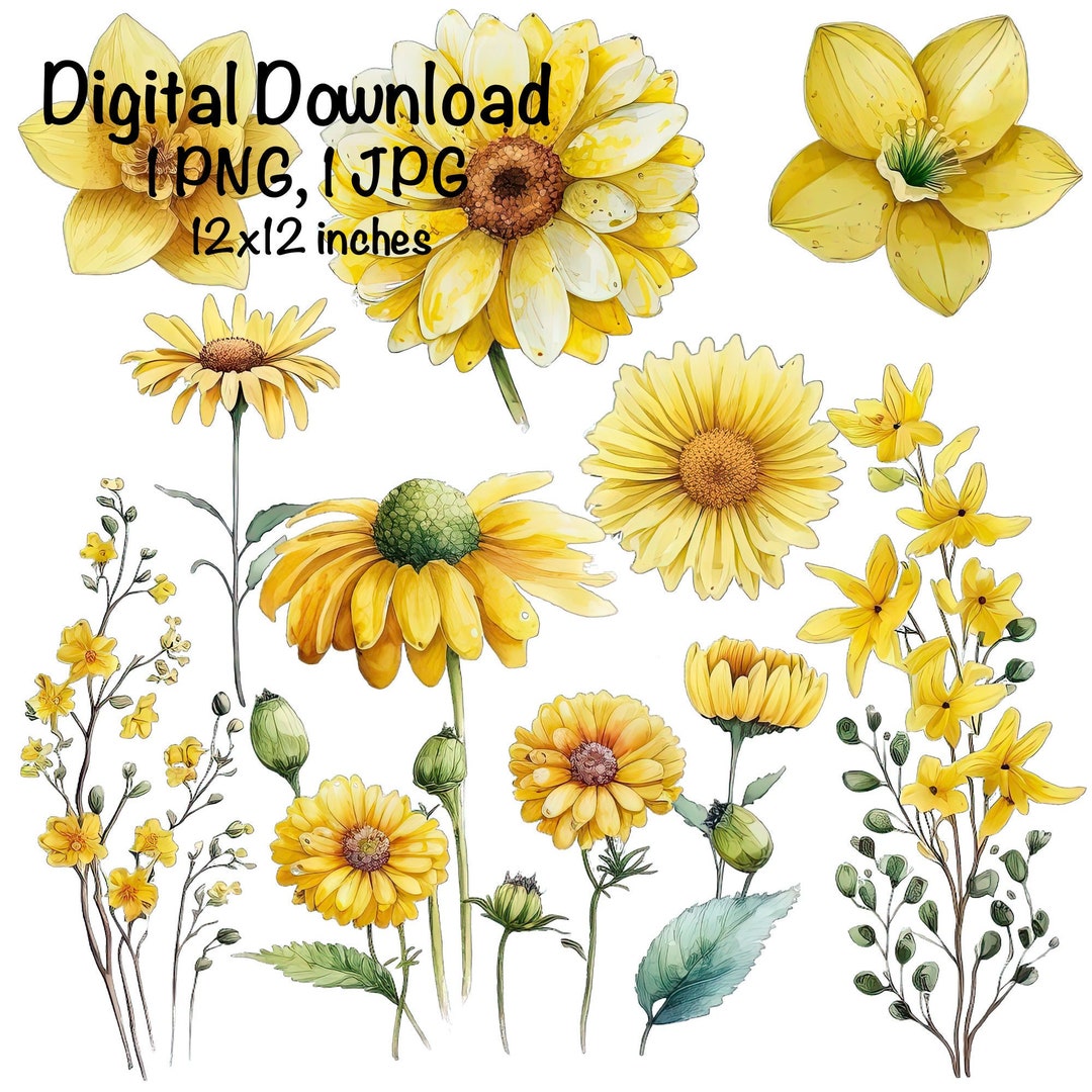 Yellow Spring Flowers Clipart Flowers PNG Commercial Use Daisy Flowers ...