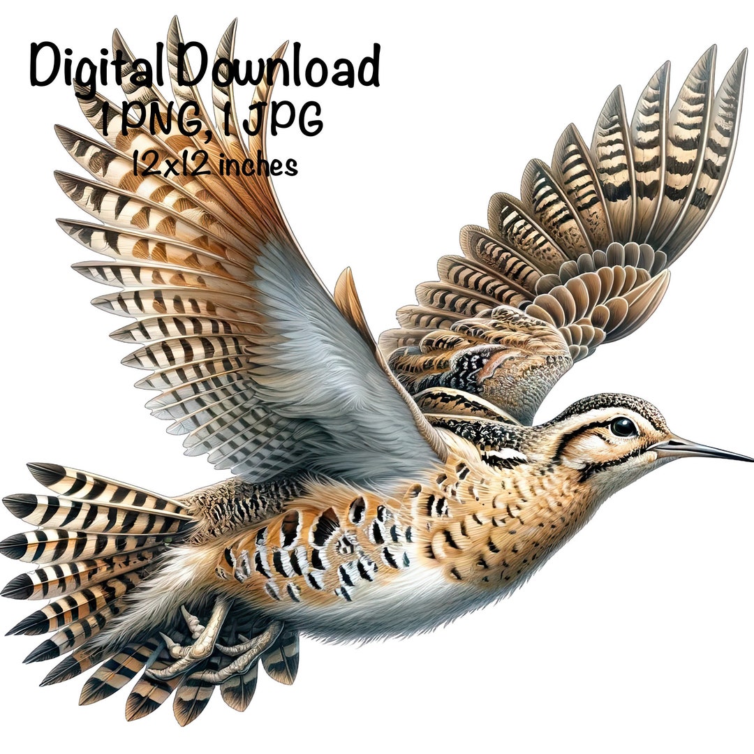 Woodcock Bird Sublimation PNG, Wild Bird Clipart, Woodcock Flying PNG ...