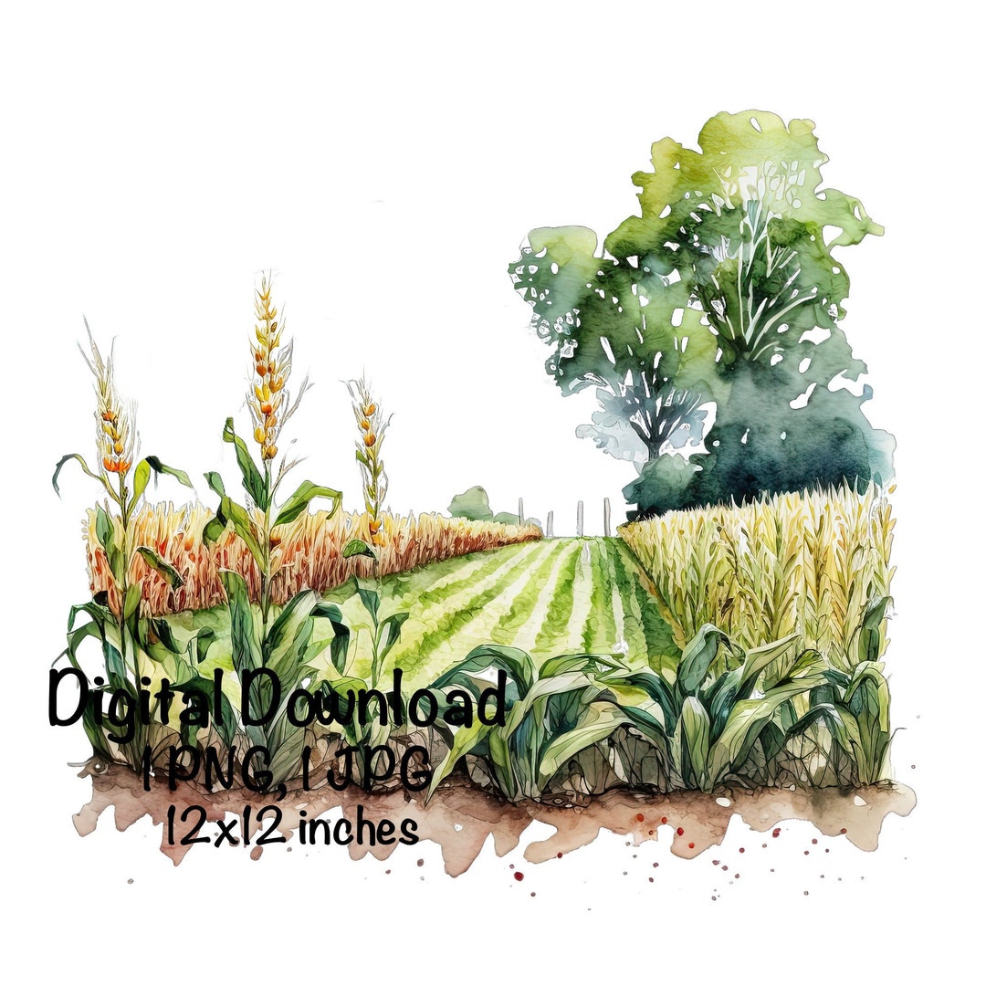 Farm Corn Field Watercolor Farm Corn Field Boys Girls Clipart Wall Art ...