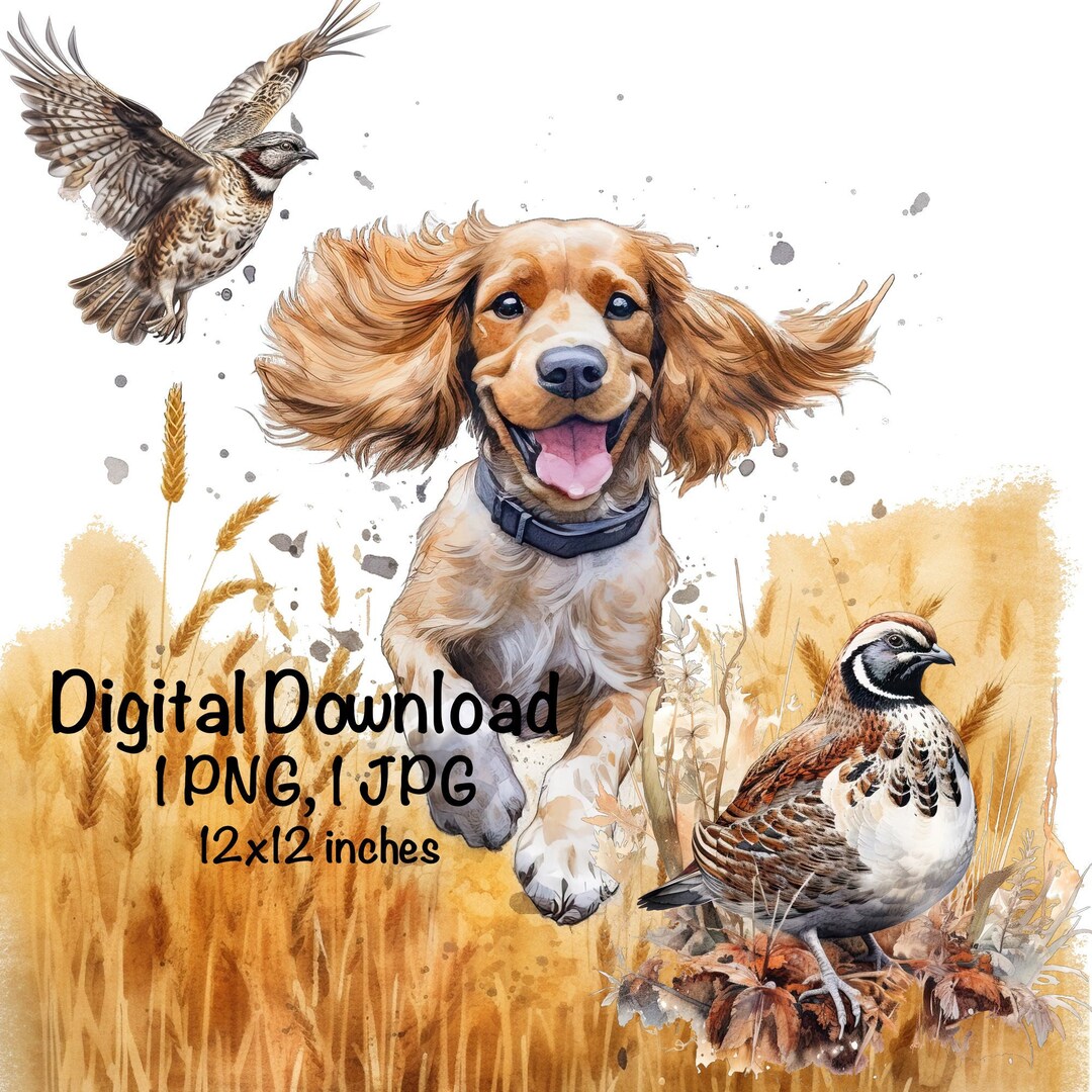 English Cocker Spaniel Dog Watercolor Clipart Bobwhite Quail PNG ...