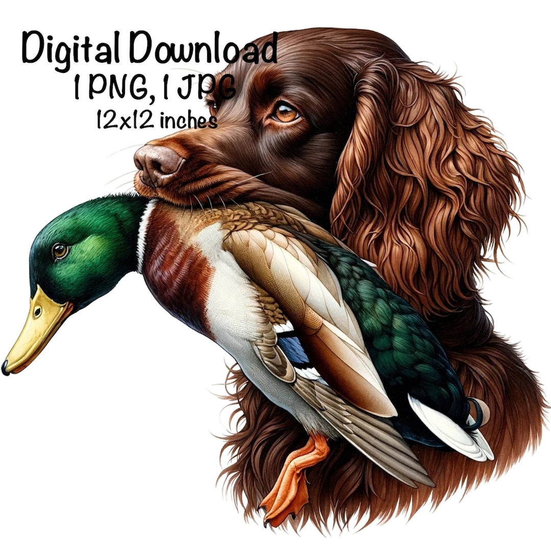 Boykin Dog PNG, Duck Hunting Dog PNG, Commercial Use, Bird Hunting Dog ...