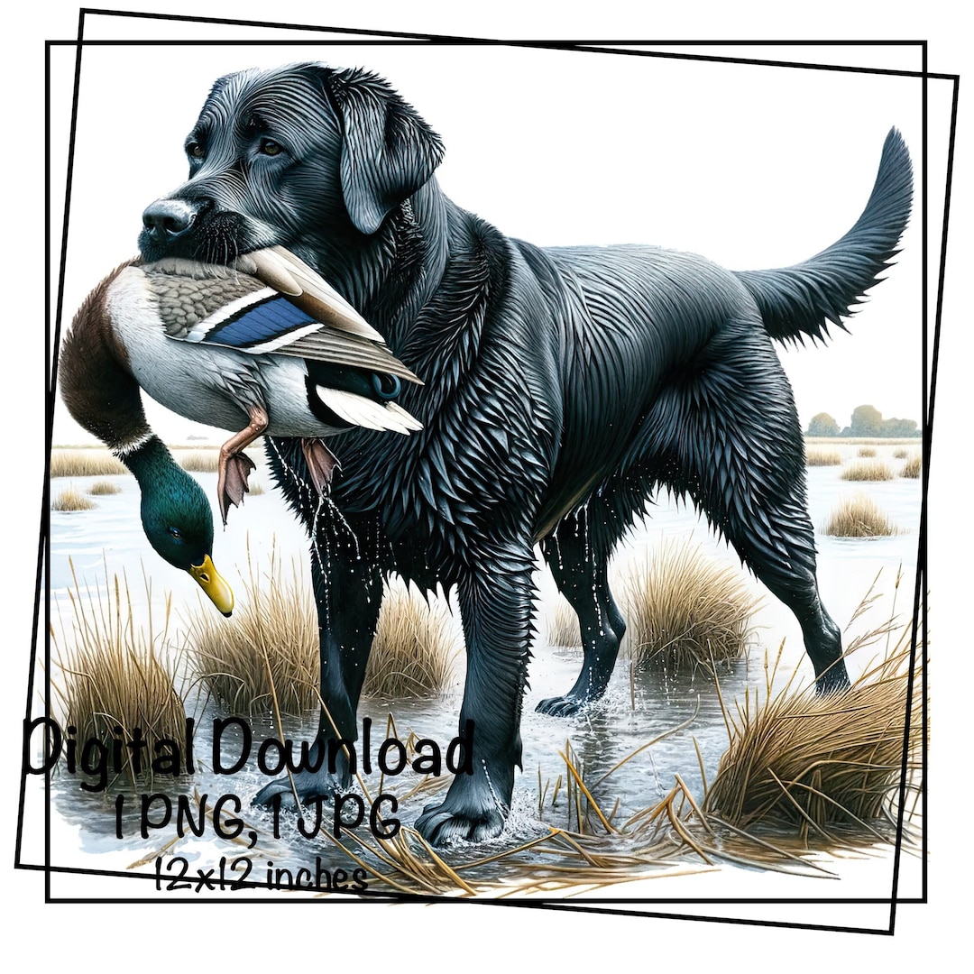 Labrador Dog PNG Duck Hunting Black Labrador Dog PNG Commercial Use ...
