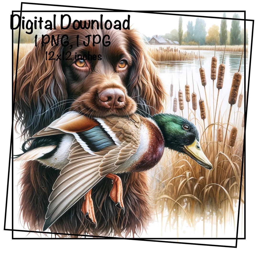 Boykin Dog PNG Duck Hunting Boykin Spaniel Dog PNG Commercial Use ...