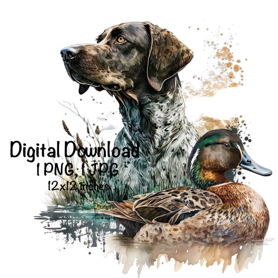 German Wirehaired Pointer Duck Hunting