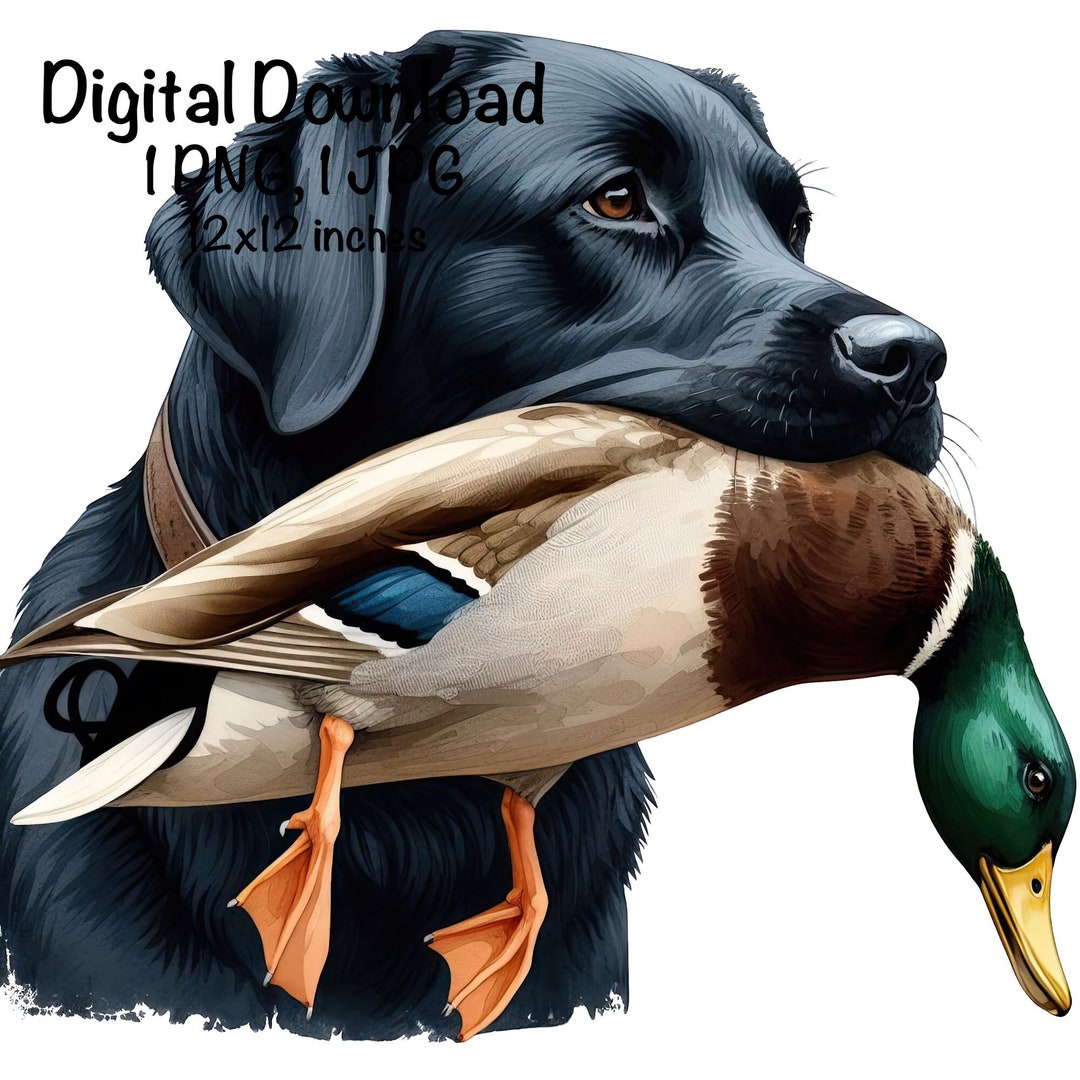 Black Labrador Dog PNG, Duck Hunting Dog PNG, Commercial Use, Hunting ...
