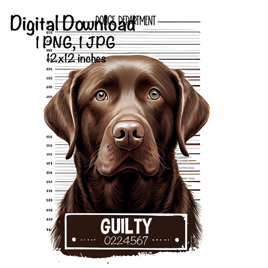 Labrador Mugshot PNG, Hunting Dog Mugshot, Funny Labrador Police Mug ...