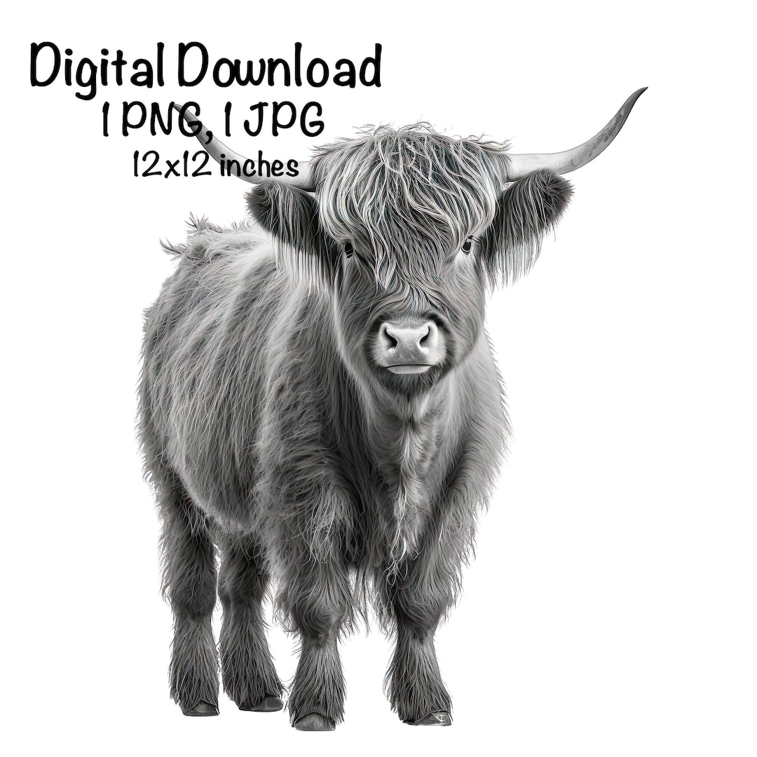 Highland Cow Photo Clipart Highland Cow Black and White Photo PNG ...