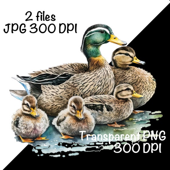 Ducklings Clipart