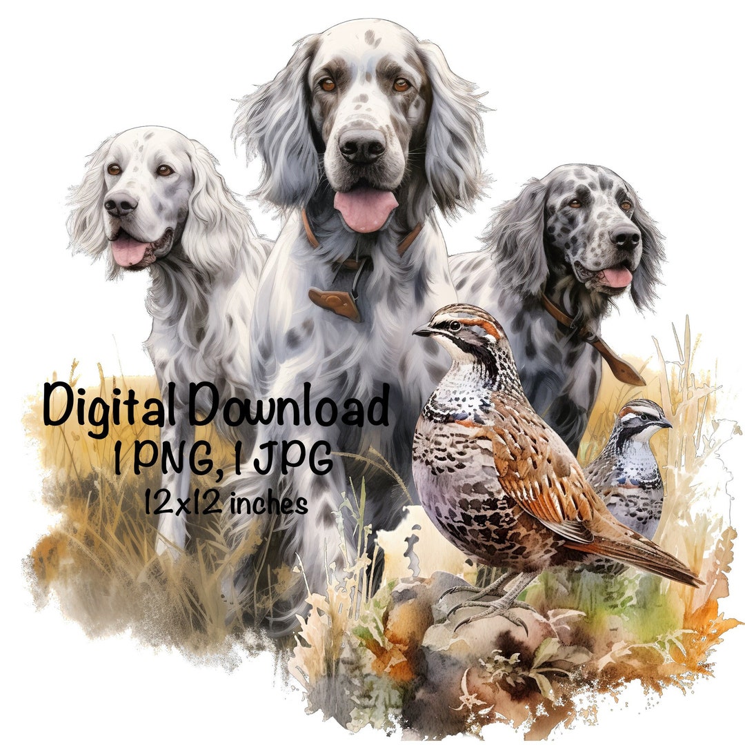 Quail Hunting Dog Watercolor Clipart English Setter Dogs PNG Commercial ...