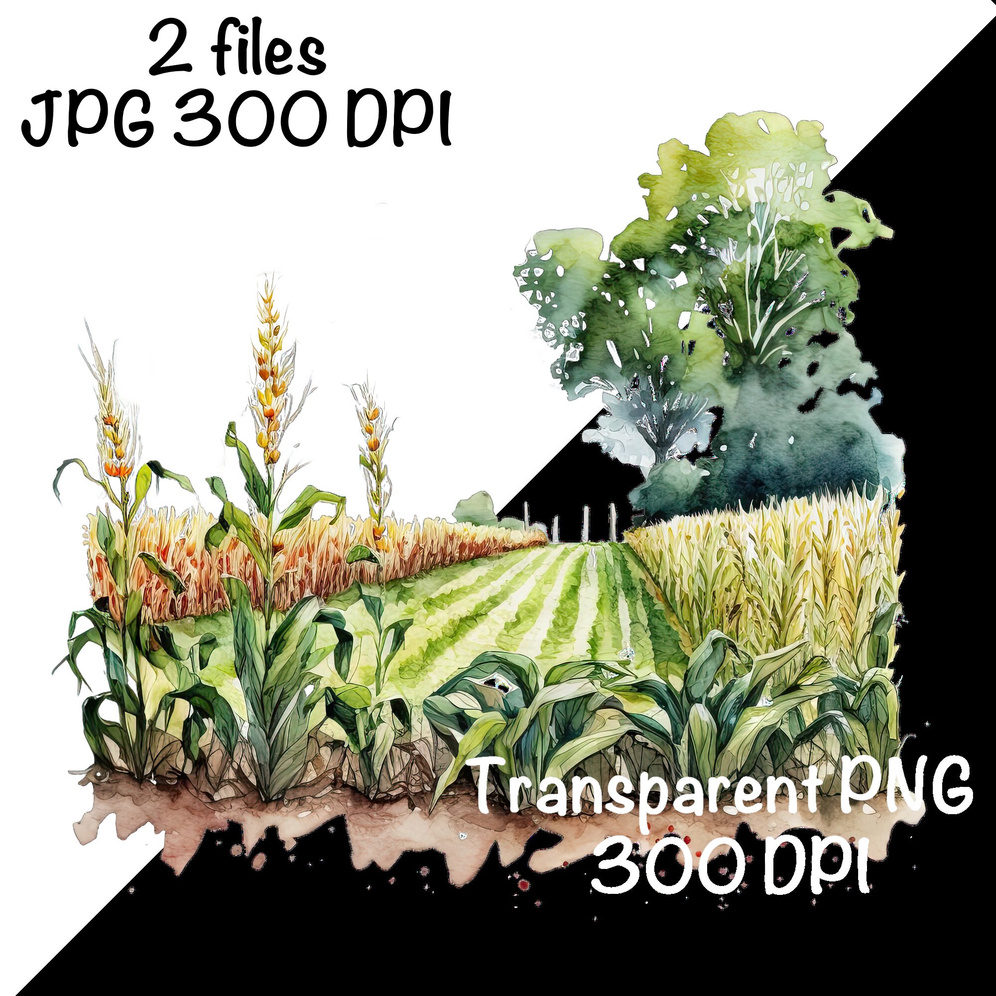 Corn Crop Clipart