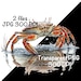 Snow Crab Watercolor Crabbing Fishing Clipart Snow Crab PNG Commercial ...