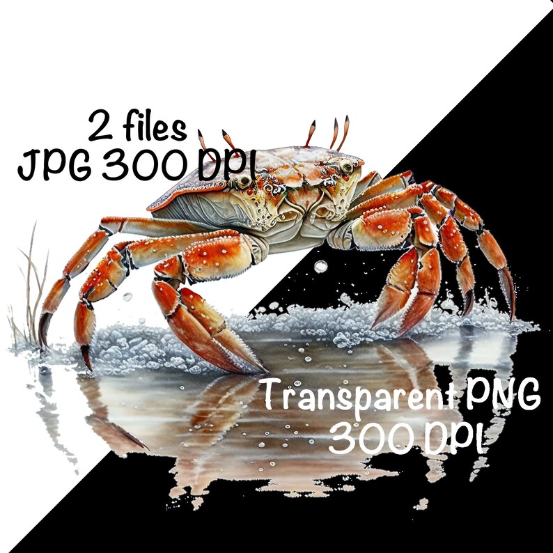 Snow Crab Watercolor Crabbing Fishing Clipart Snow Crab PNG - Etsy