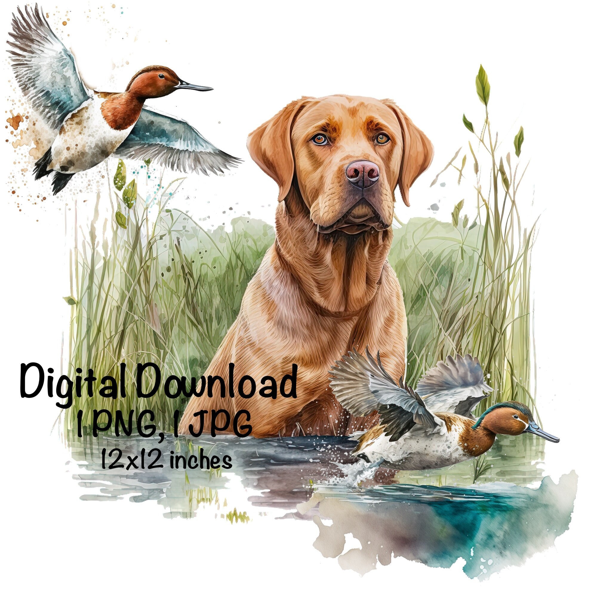 Duck Hunting Yellow Labs