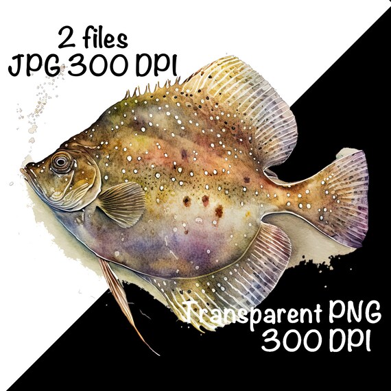 Fluke Fish Clipart
