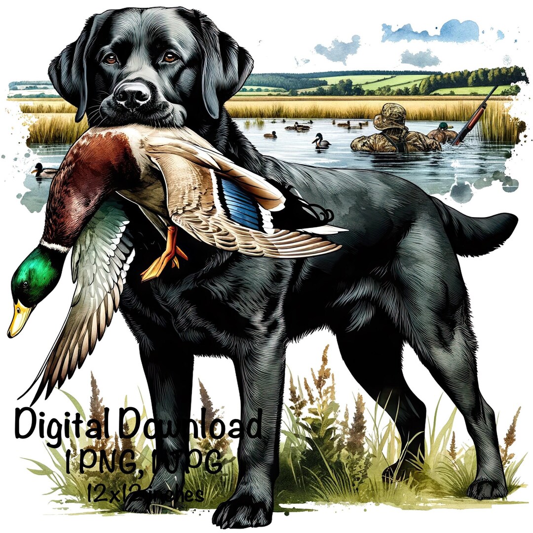 Labrador Dog PNG Duck Hunting Black Labrador Dog PNG Commercial Use ...