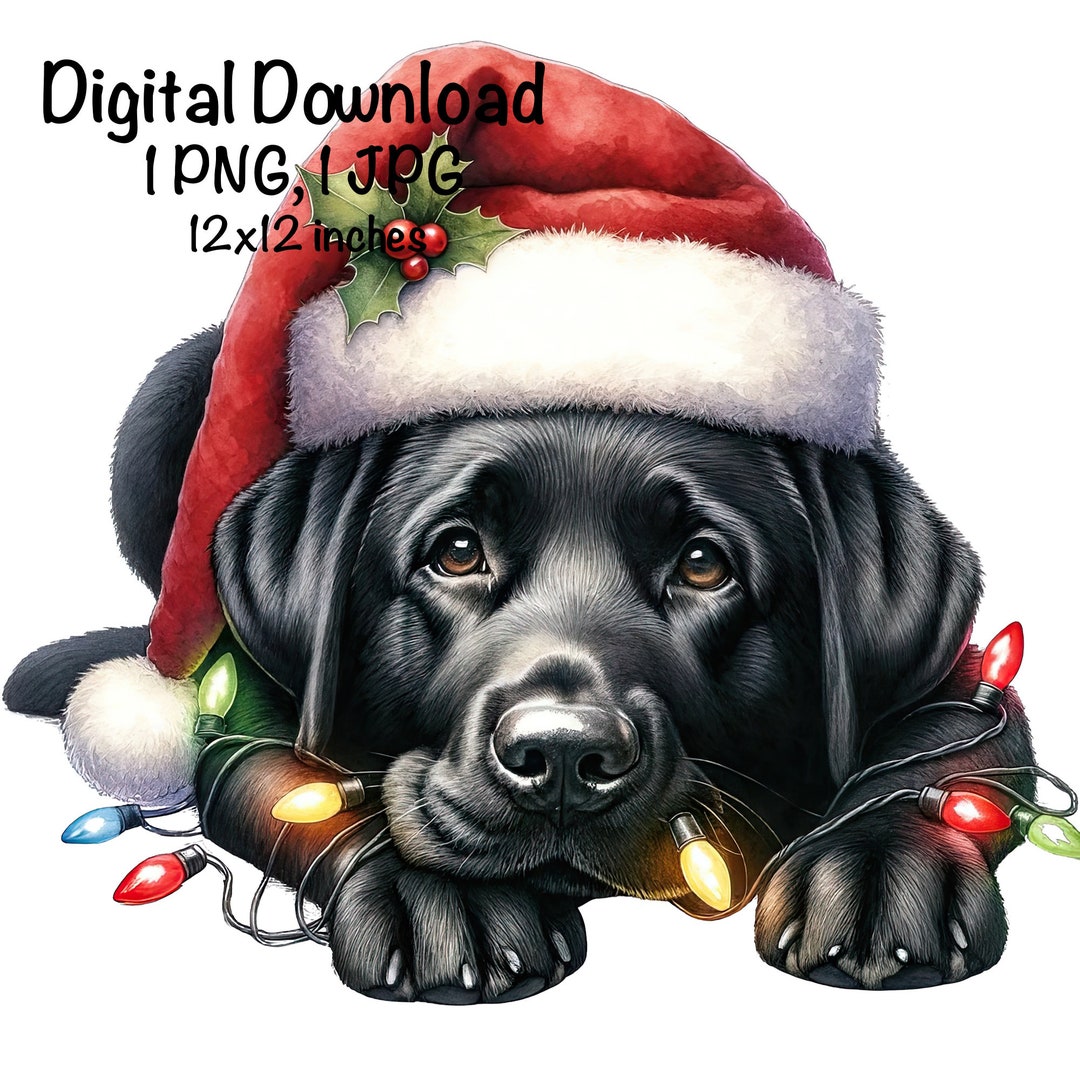 Christmas Labrador PNG Christmas Lights Santa Black Santa Labrador ...
