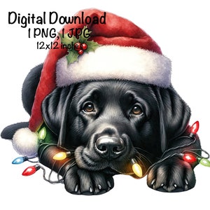Christmas Labrador PNG Christmas Lights Santa Black Santa Labrador ...