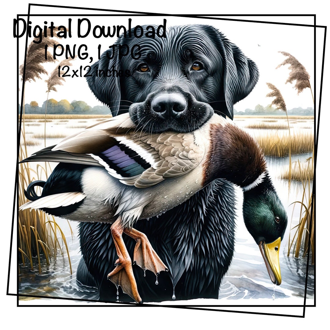 Labrador Dog PNG Duck Hunting Black Labrador Dog PNG Commercial Use ...