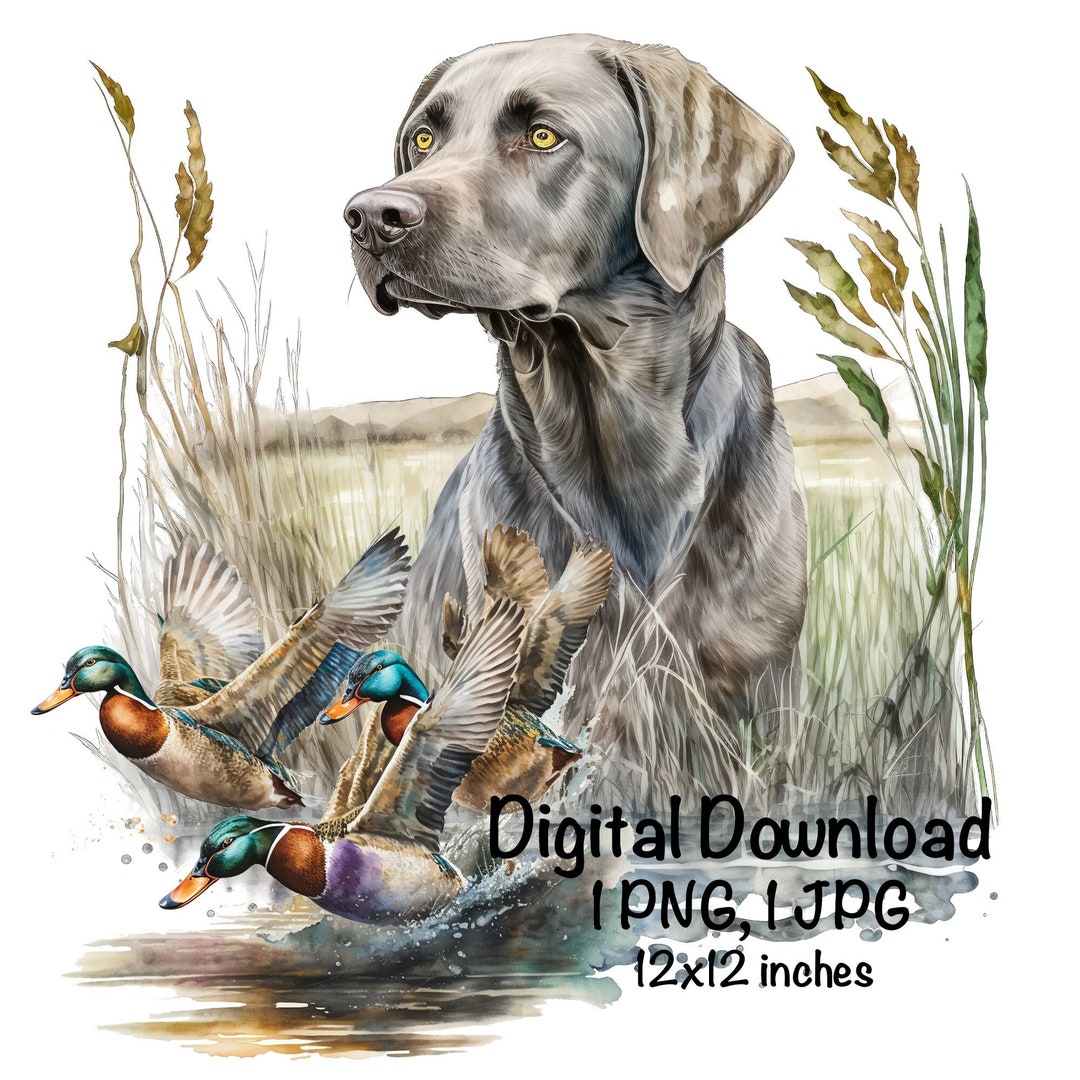 Silver Labrador Dog PNG Clipart Hunting Dog PNG Commercial Use Duck ...