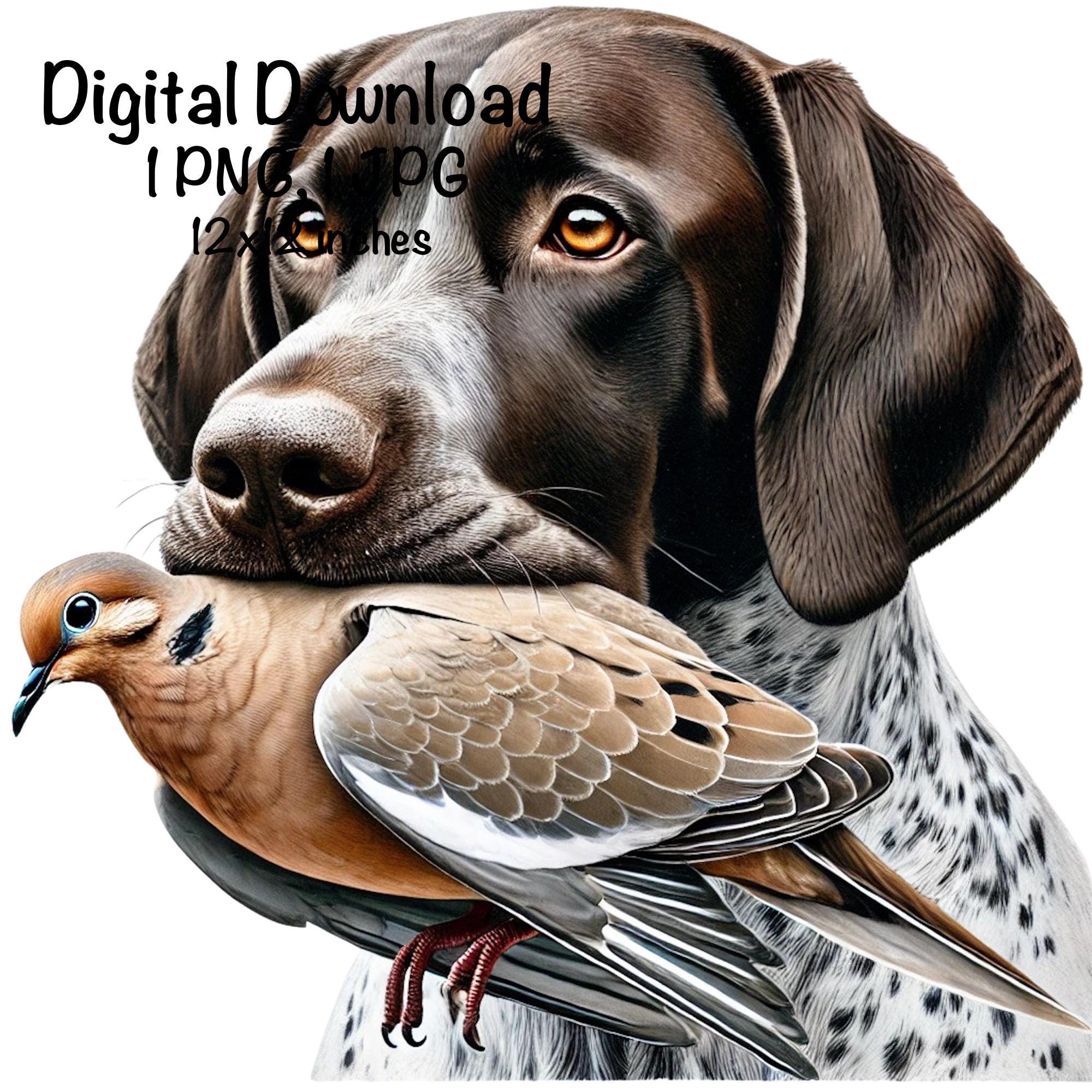 Dove Hunting PNG | Pointer Dog PNG | Bird Dog Png | Dove Hunt ...