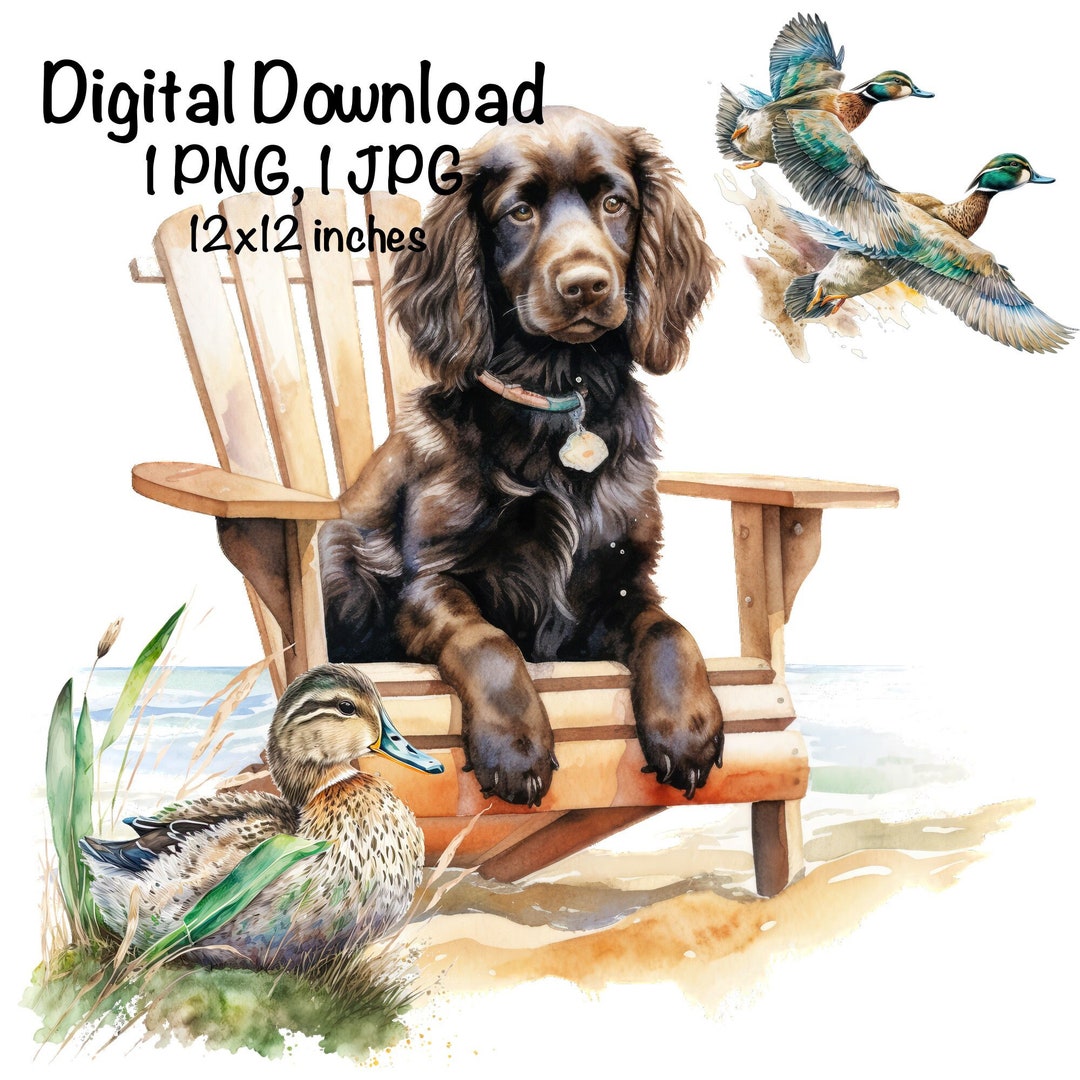 Boykin Spaniel Dog Beach Chair Outdoor Clipart Boykin Spaniel Dog PNG ...
