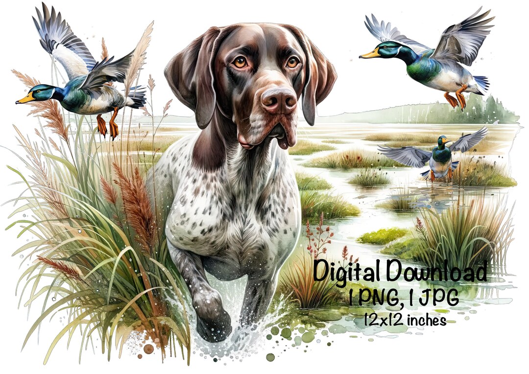 Duck Hunting Dog Watercolor Clipart, German Shorthaired Pointer Dog PNG ...