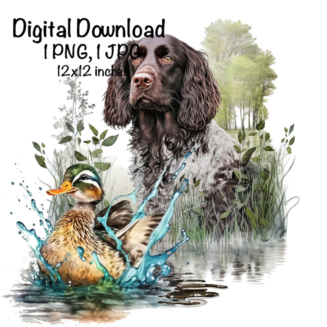 Boykin Spaniel Dog Watercolor Clipart Boykin Spaniel Dog PNG - Etsy