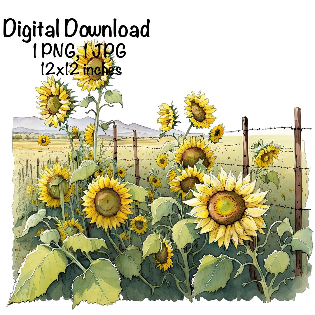 Sunflower Field Watercolor Field Farm Flowers Field Clipart Art ...
