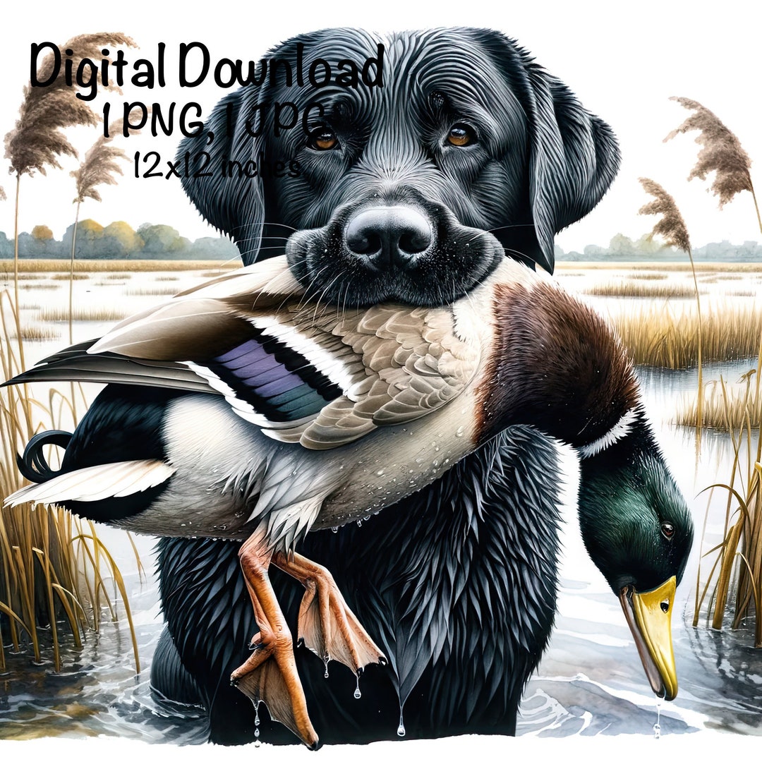 Labrador Dog PNG Duck Hunting Black Labrador Dog PNG Commercial Use Hunting Dog Duck Hunter ...