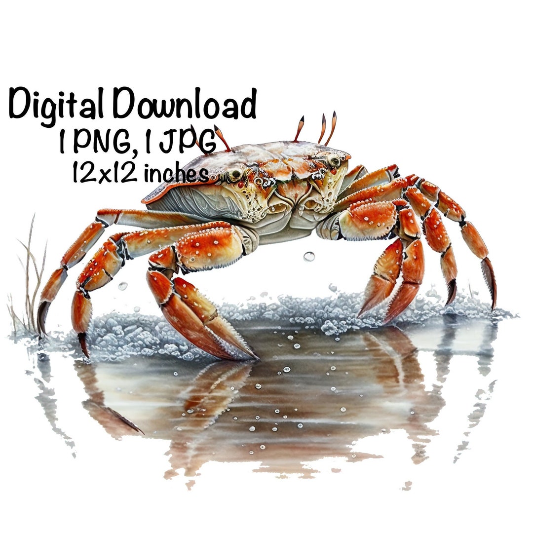 Snow Crab Watercolor Crabbing Fishing Clipart Snow Crab PNG Commercial ...