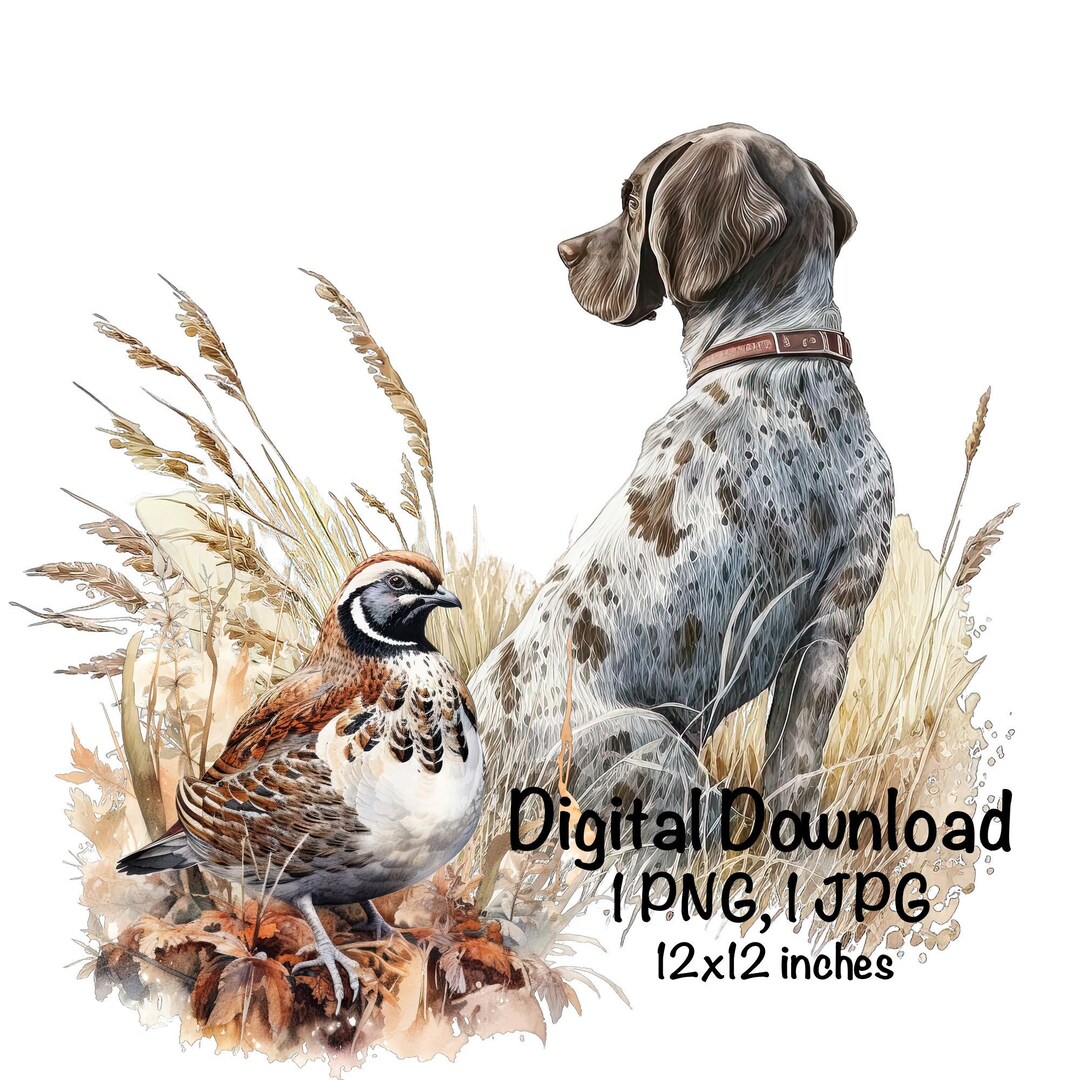 German Shorthaired Pointer Dog Watercolor Clipart Bobwhite Quail PNG ...