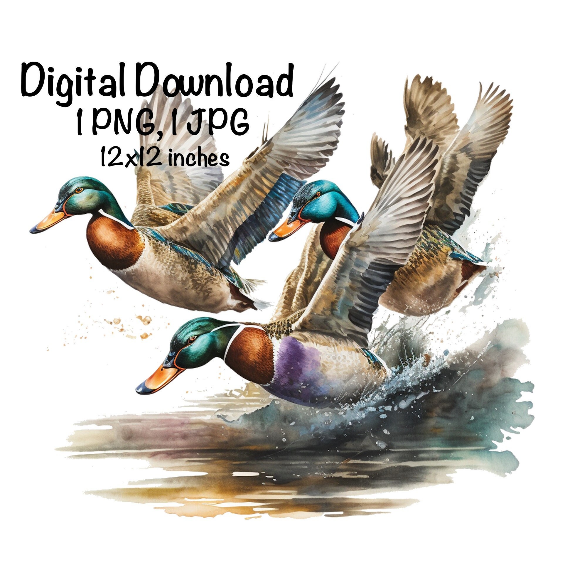 Mallard Ducks PNG Wild Duck Watercolor Clipart Mallard Duck Sublimation ...