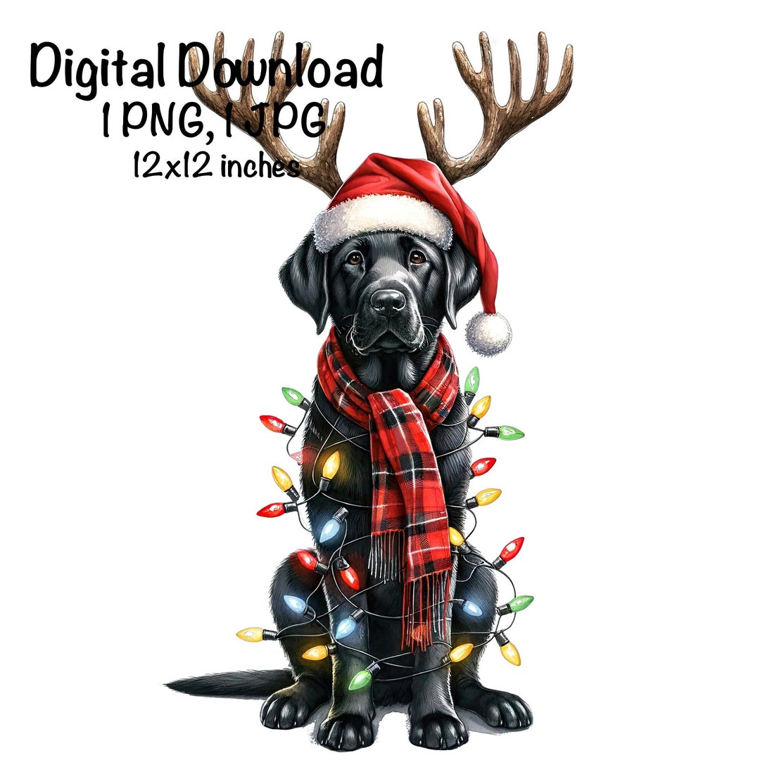 Christmas Labrador PNG Christmas Lights Santa Black Labrador ...