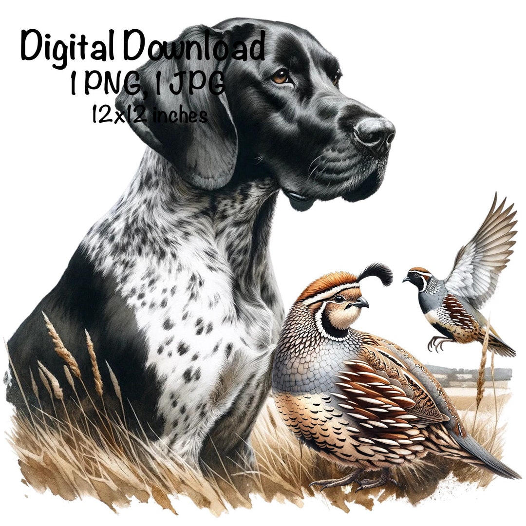 German Shorthaired Pointer Quail Sublimation | GSP Bobwhite Quail PNG ...