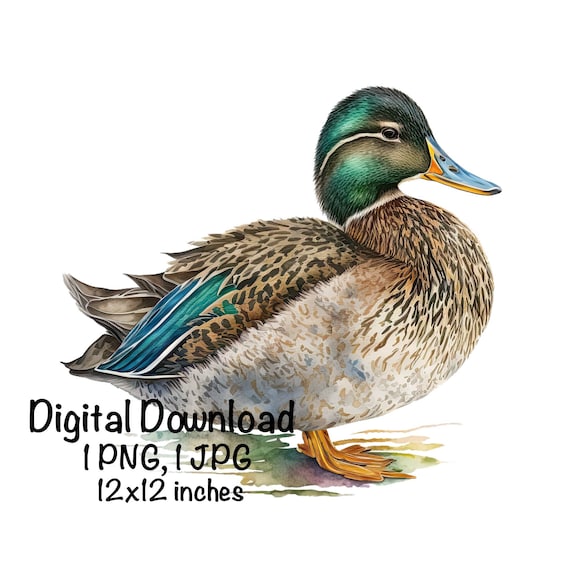 Wilde Eend Clipart 22.721 Wilde Eend Stock Photos, High Res Pictures,