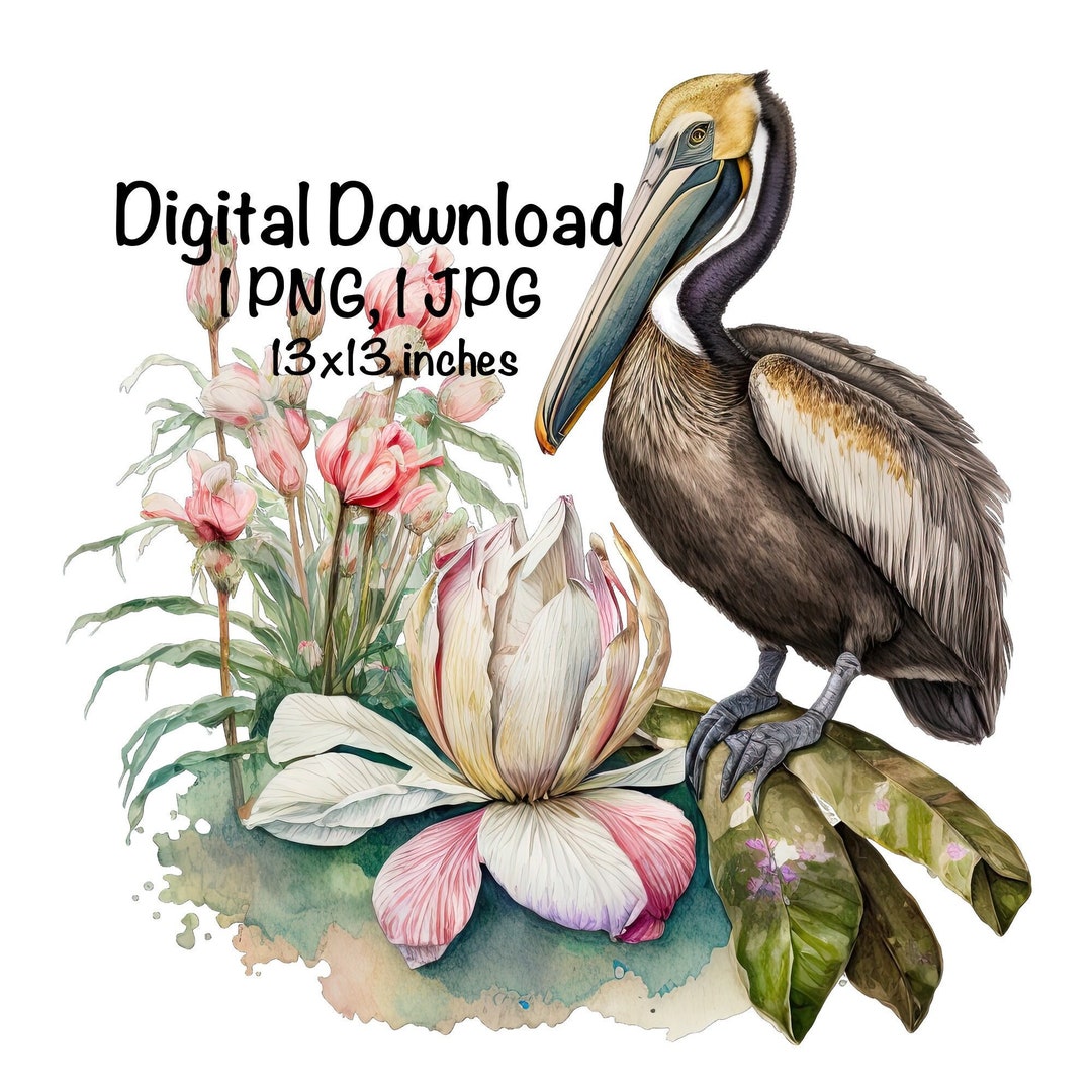 Pelican Watercolor Clipart Louisiana Brown Pelican Magnolia Flowers PNG ...