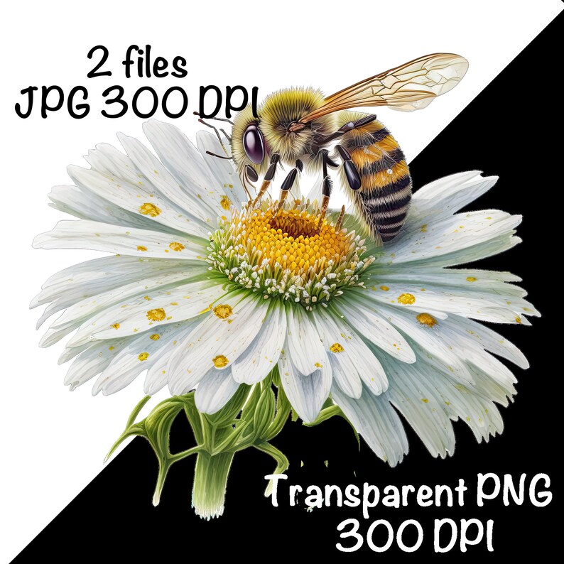 Honey Bee Daisy Flower Watercolor Clipart Bee Flowers Commercial Use ...